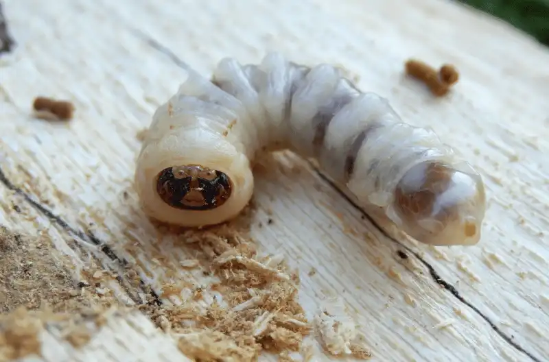 Bekæmpelse af borebiller og orm i træ | guide - Handyhand