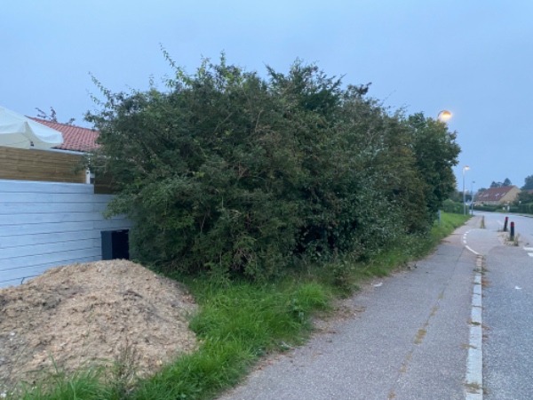 Hvad koster beskæring af træer og buske? Priser fra 2000 kr - Handyhand