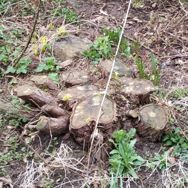 Hvad koster fjernelse af trærod? Priser fra 700 til 2300 kr - Handyhand